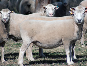 Sheep Products – Serum Australis